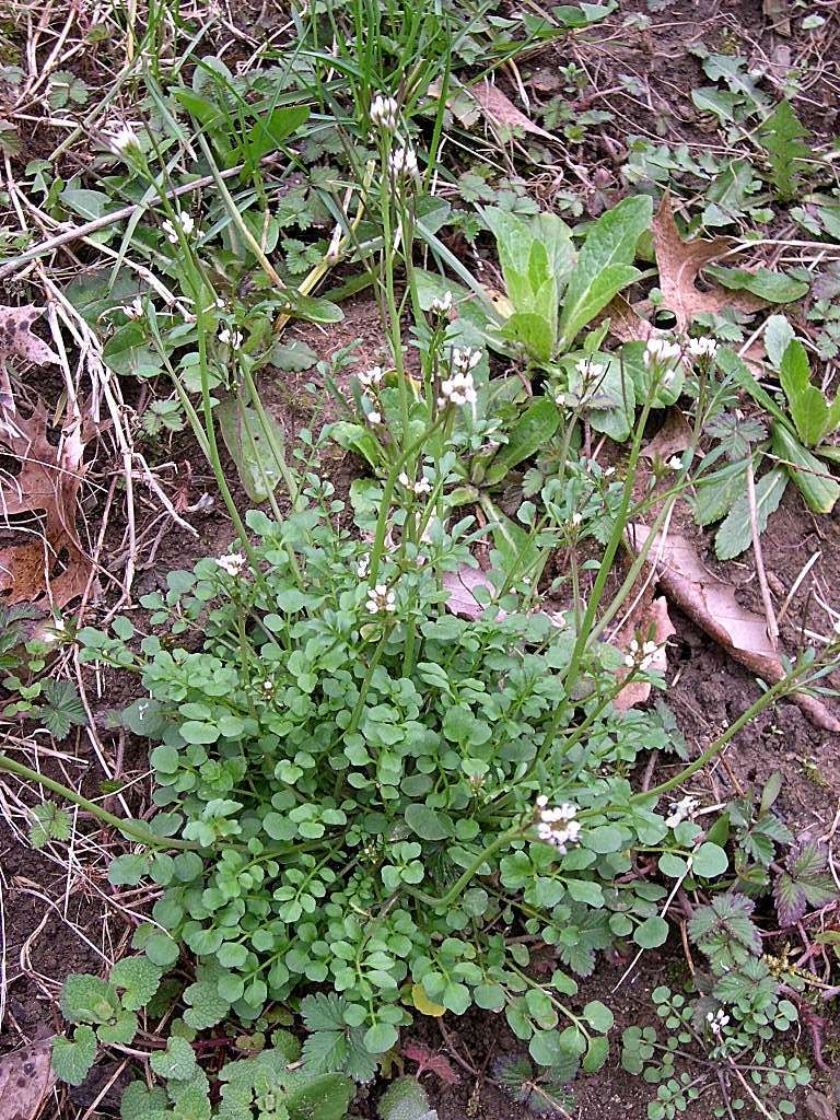 Common Lawn Weeds Identification And Treatment