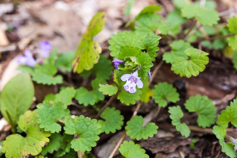 Invasive Ground Cover Weed Identification Beat The Weeds By Deploying